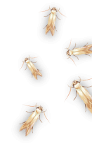 Pest Control Digital Marketing Services | NiftyPest