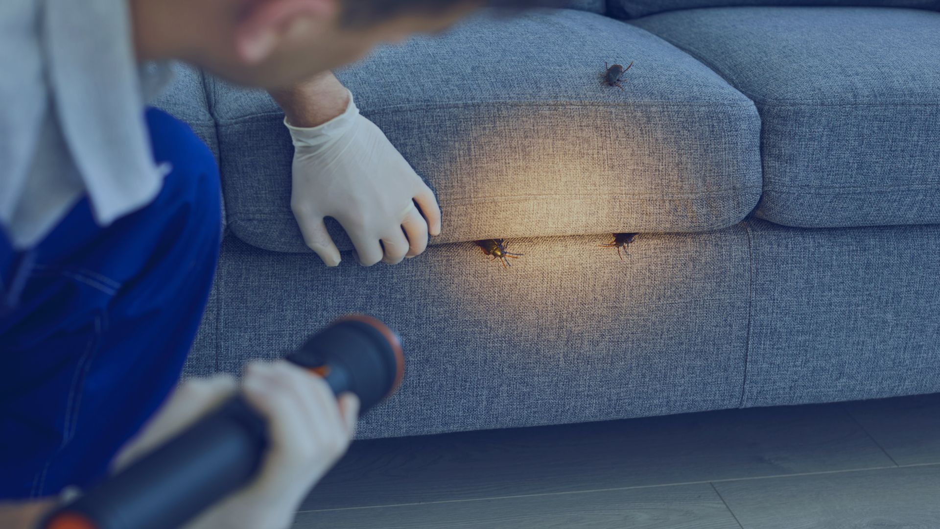 Proof of Life: The Power of Pest Control Social Media Marketing - Nifty ...